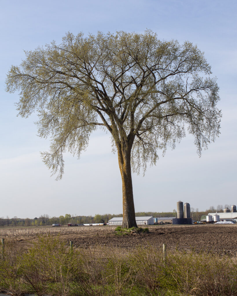 My Favorite Tree - Pamela Sue Design
